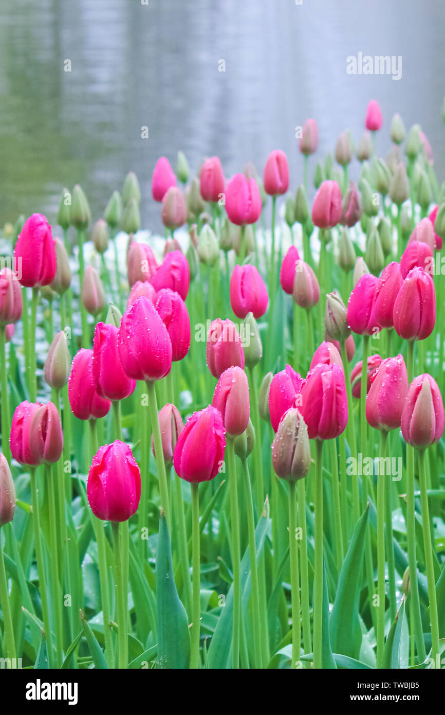 Vertical picture of fuchsia tulips taken on a misty morning in fog and ...