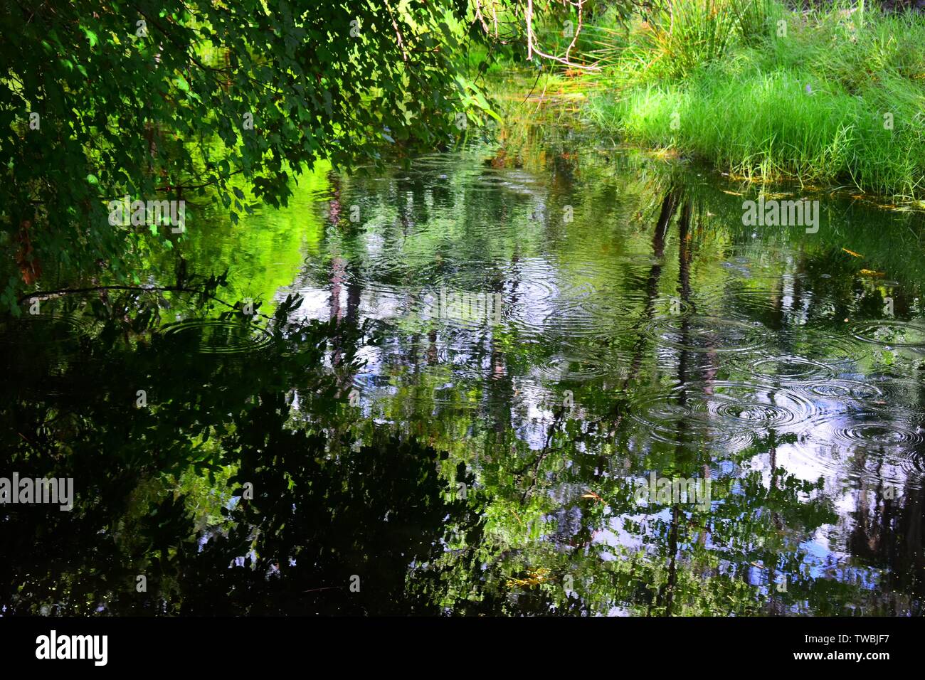 Plant life on the banks of a southern black water swamp Stock Photo - Alamy