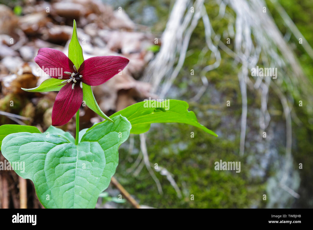 Red Trillium -Trillium erectum- at Rumney Rocks in Rumney, New ...
