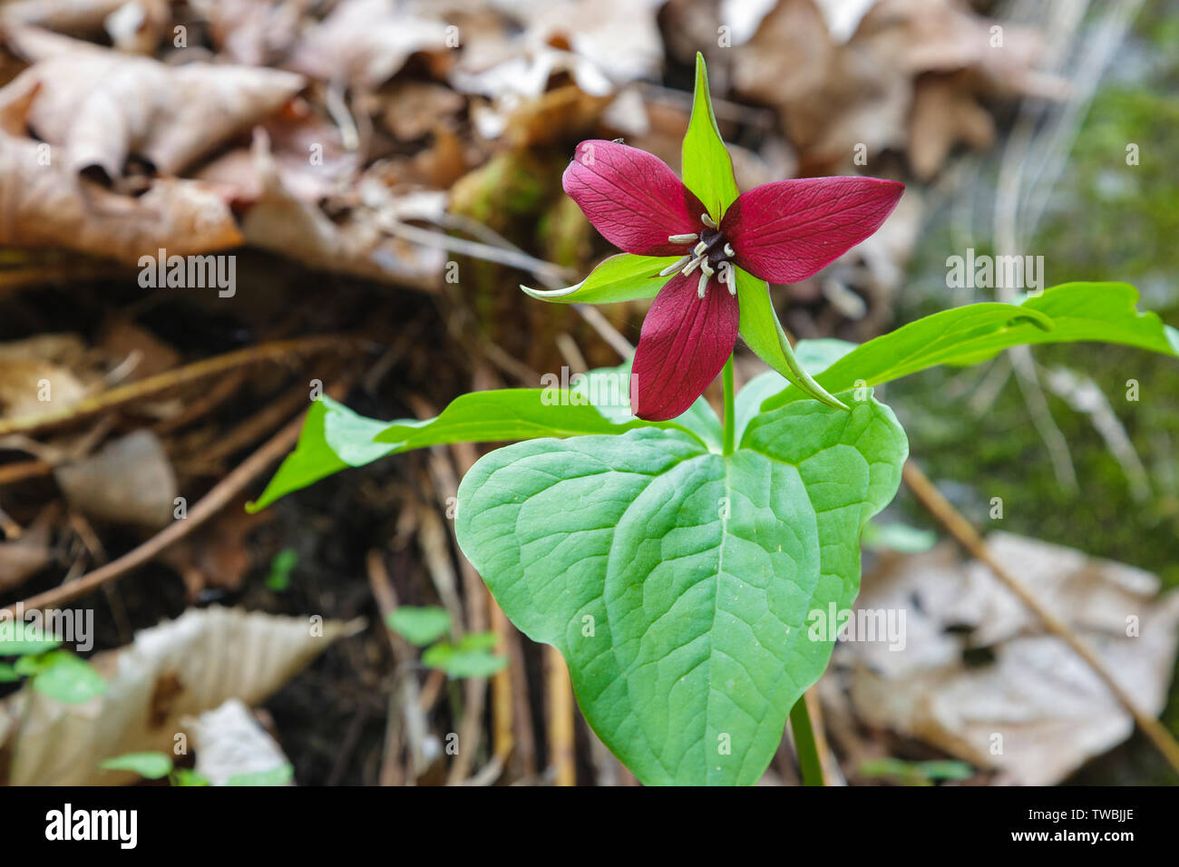 Red Trillium -Trillium erectum- at Rumney Rocks in Rumney, New ...
