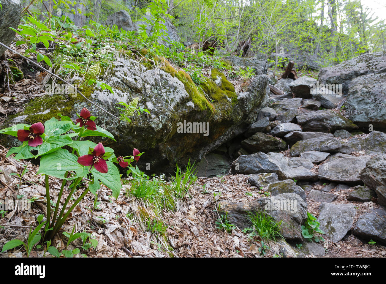 Red Trillium -Trillium erectum- at Rumney Rocks in Rumney, New ...