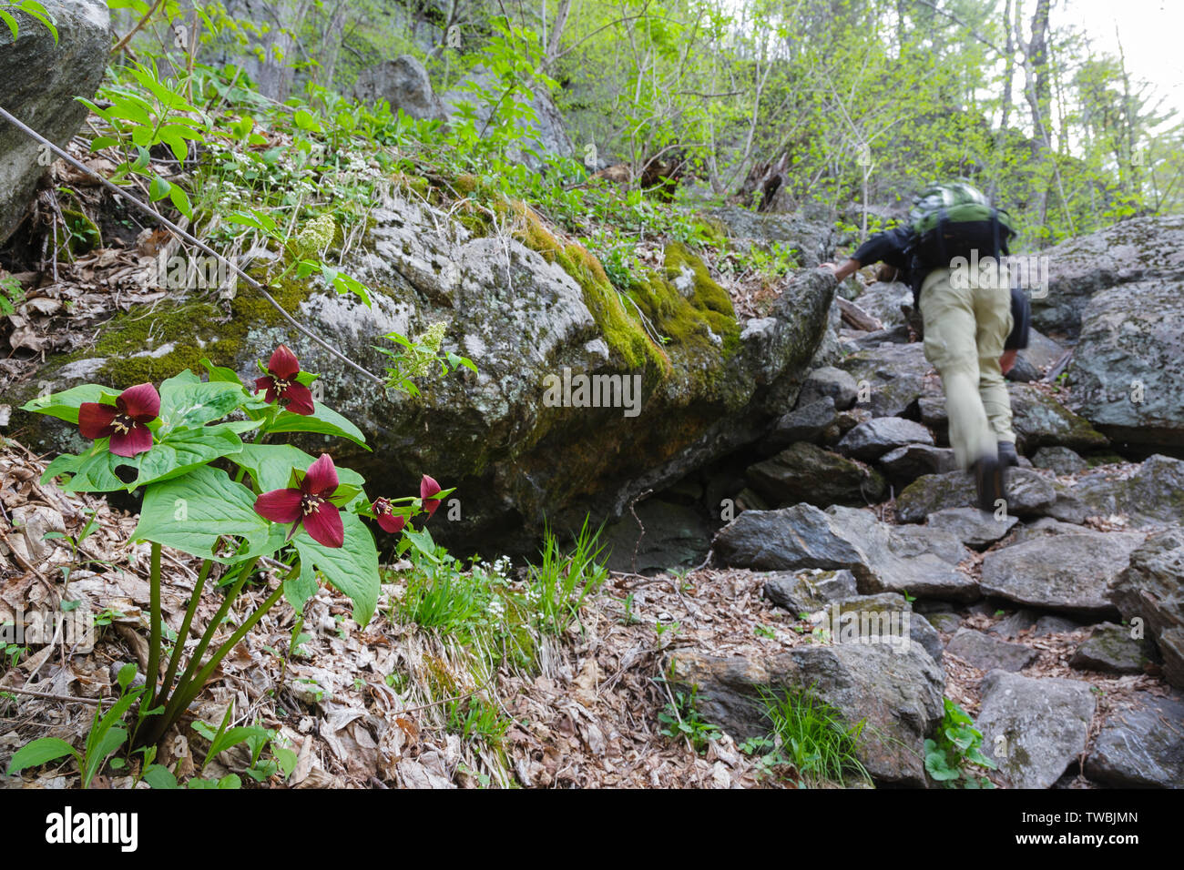 Red Trillium -Trillium erectum- at Rumney Rocks in Rumney, New ...