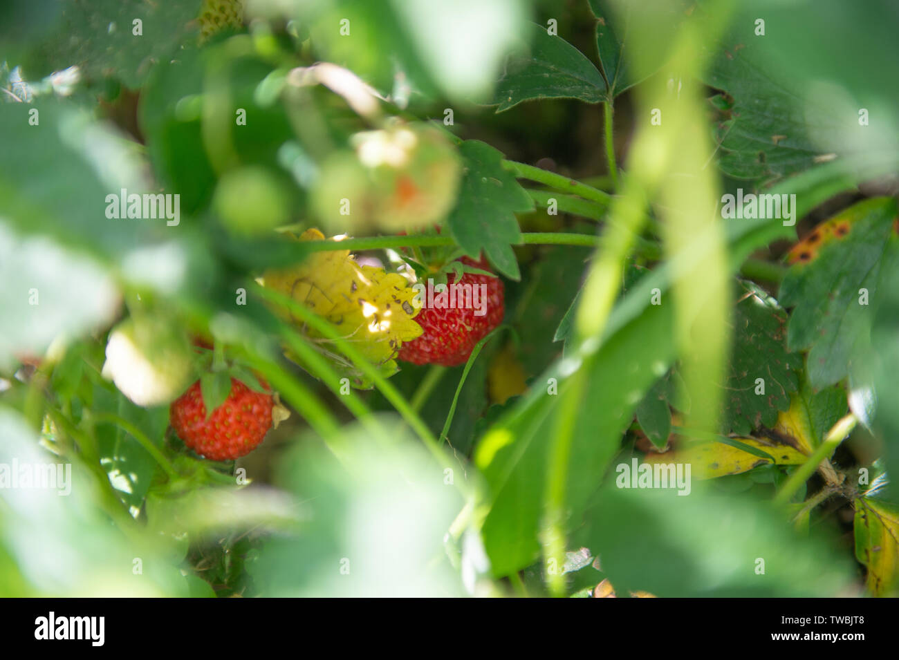 Strawberry vine hi-res stock photography and images - Alamy