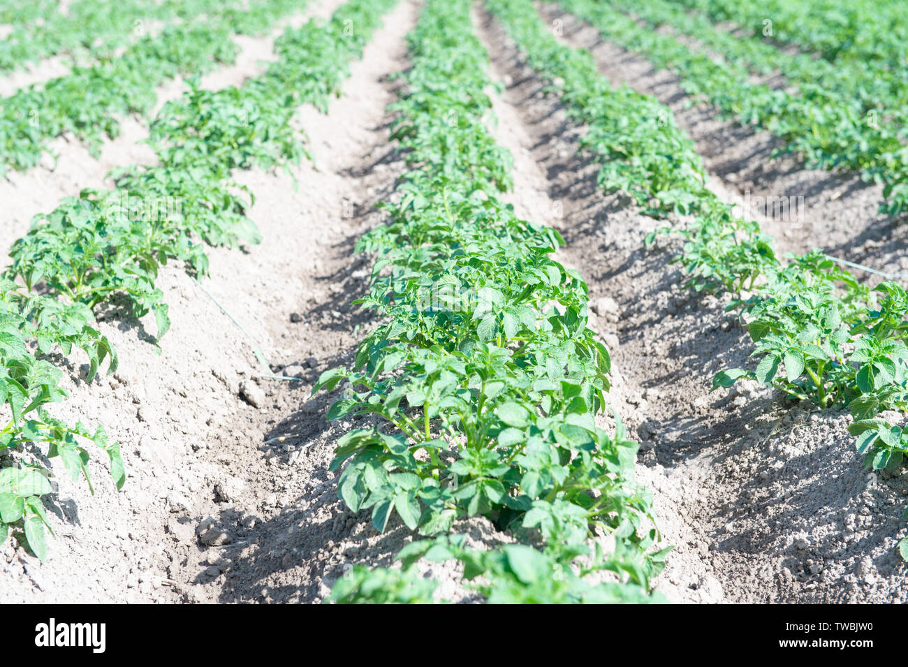 Potato field with green shoots of potatoes Stock Photo - Alamy