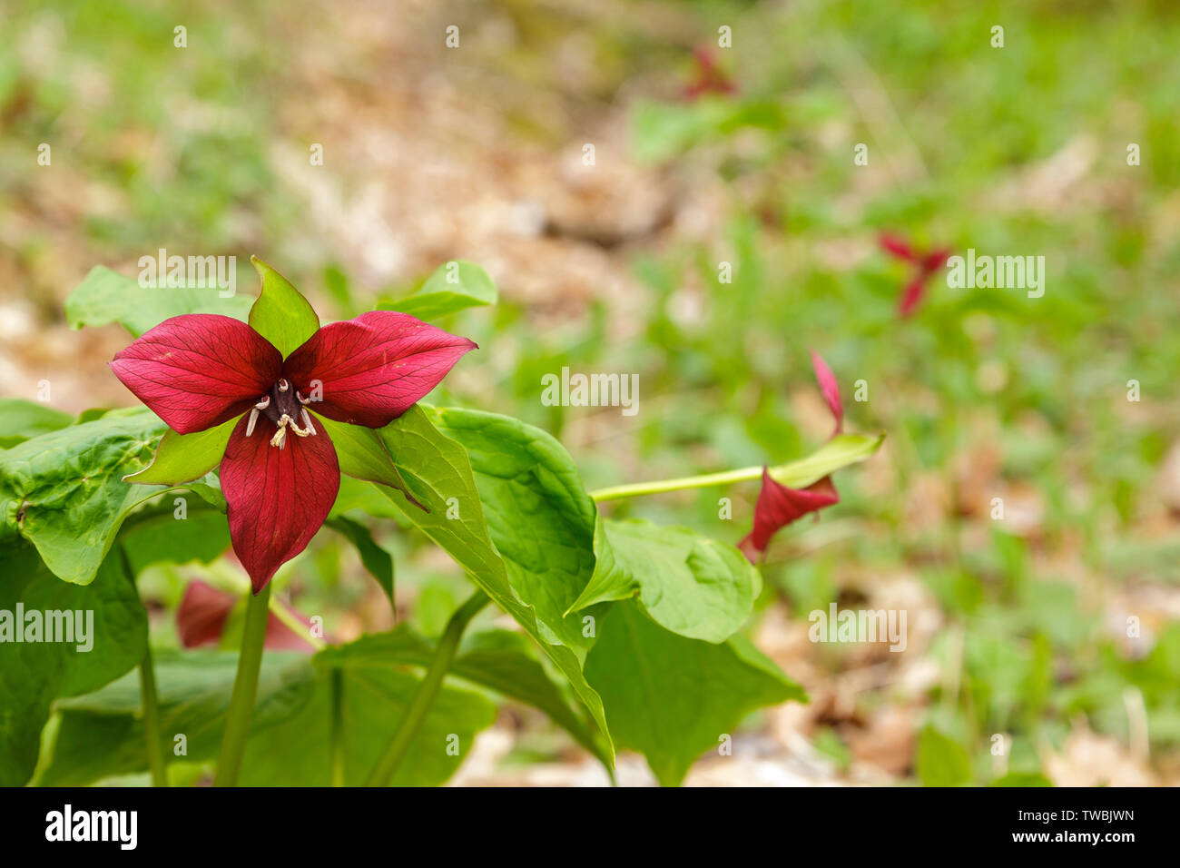 Red Trillium -Trillium erectum- at Rumney Rocks in Rumney, New ...