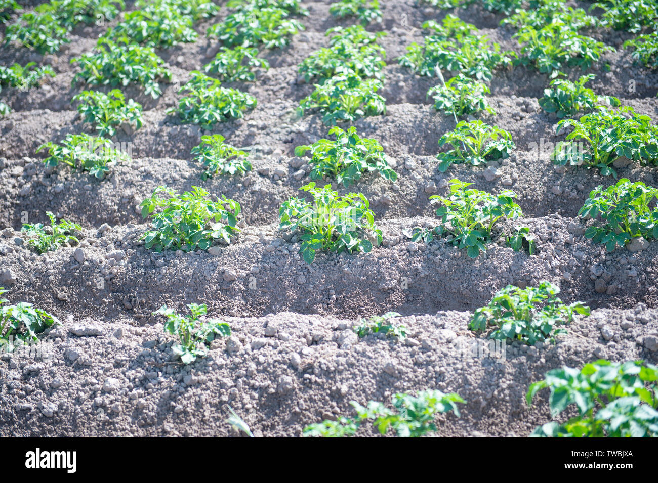 Potato field with green shoots of potatoes Stock Photo - Alamy