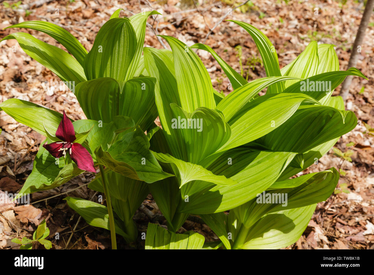 Red Trillium - Trillium erectum - and Indian Poke -Veratrum veride ...