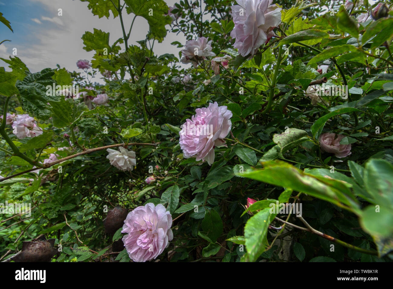Beauty in nature. Wild roses Stock Photo - Alamy