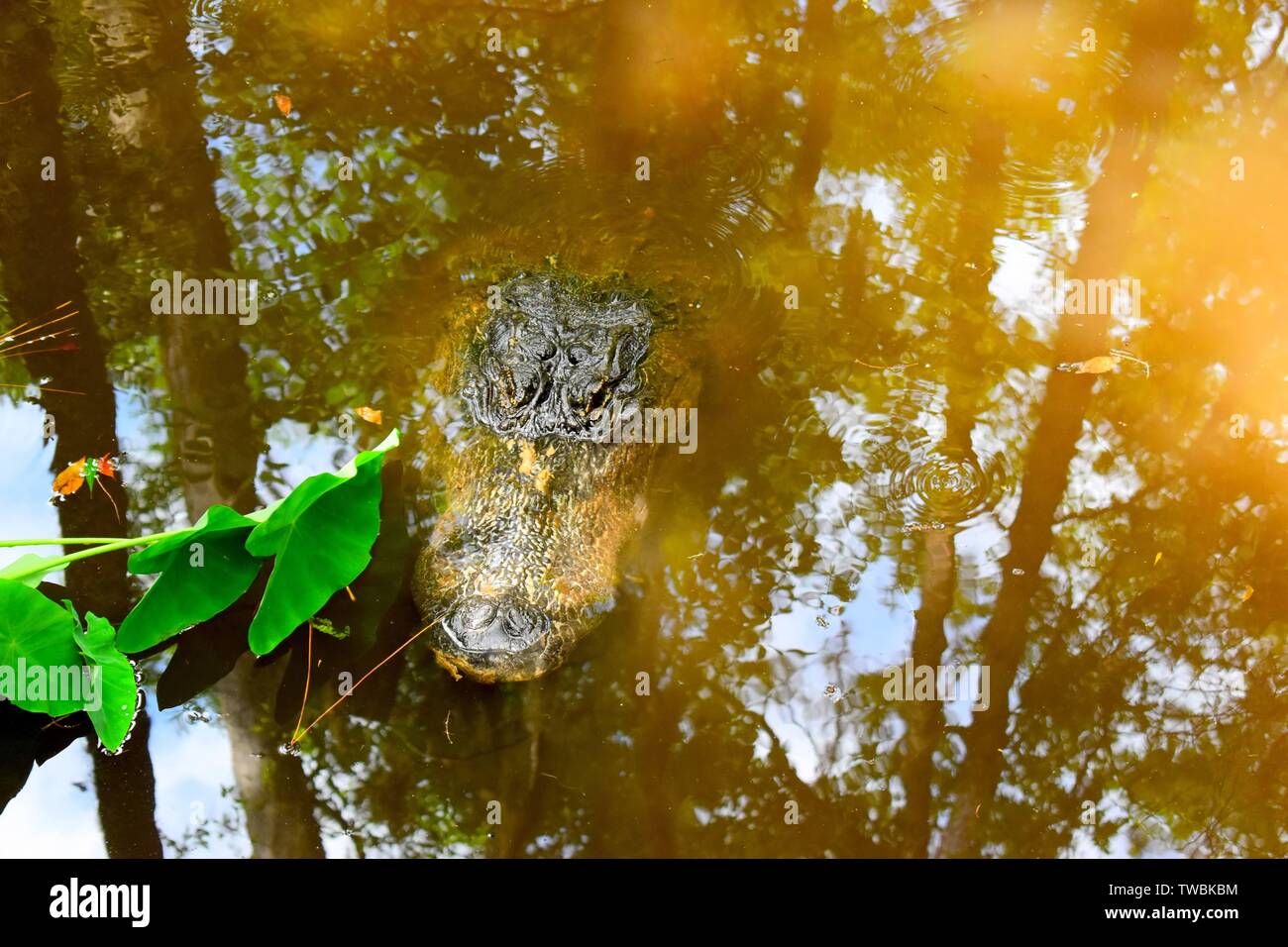 American alligator big cypress swamp hi-res stock photography and ...