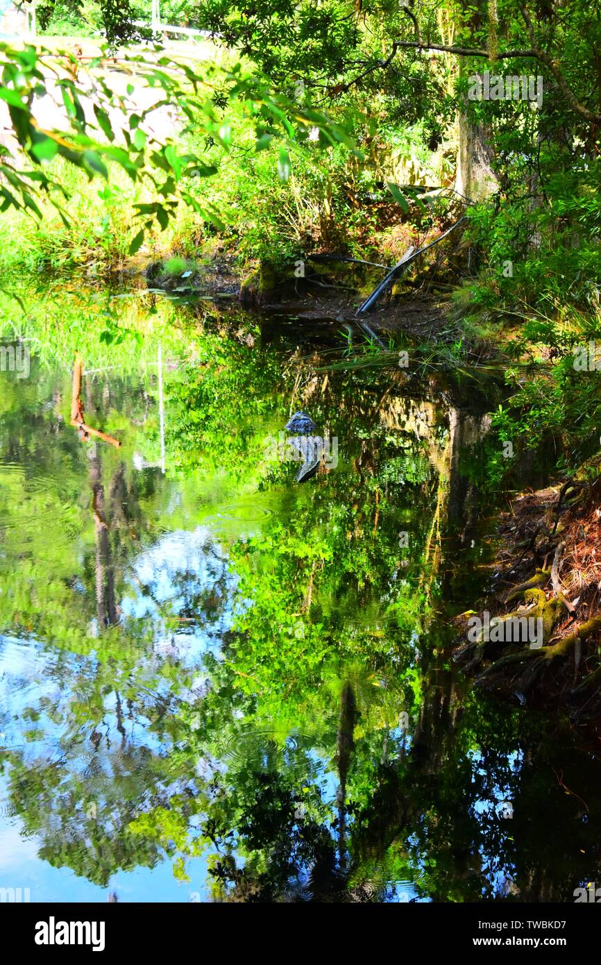 Reflective surface of a hot summer swamp Stock Photo - Alamy
