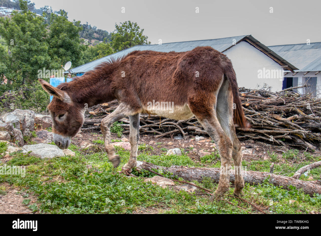 Rural landscape. A donkey in the field Stock Photo - Alamy