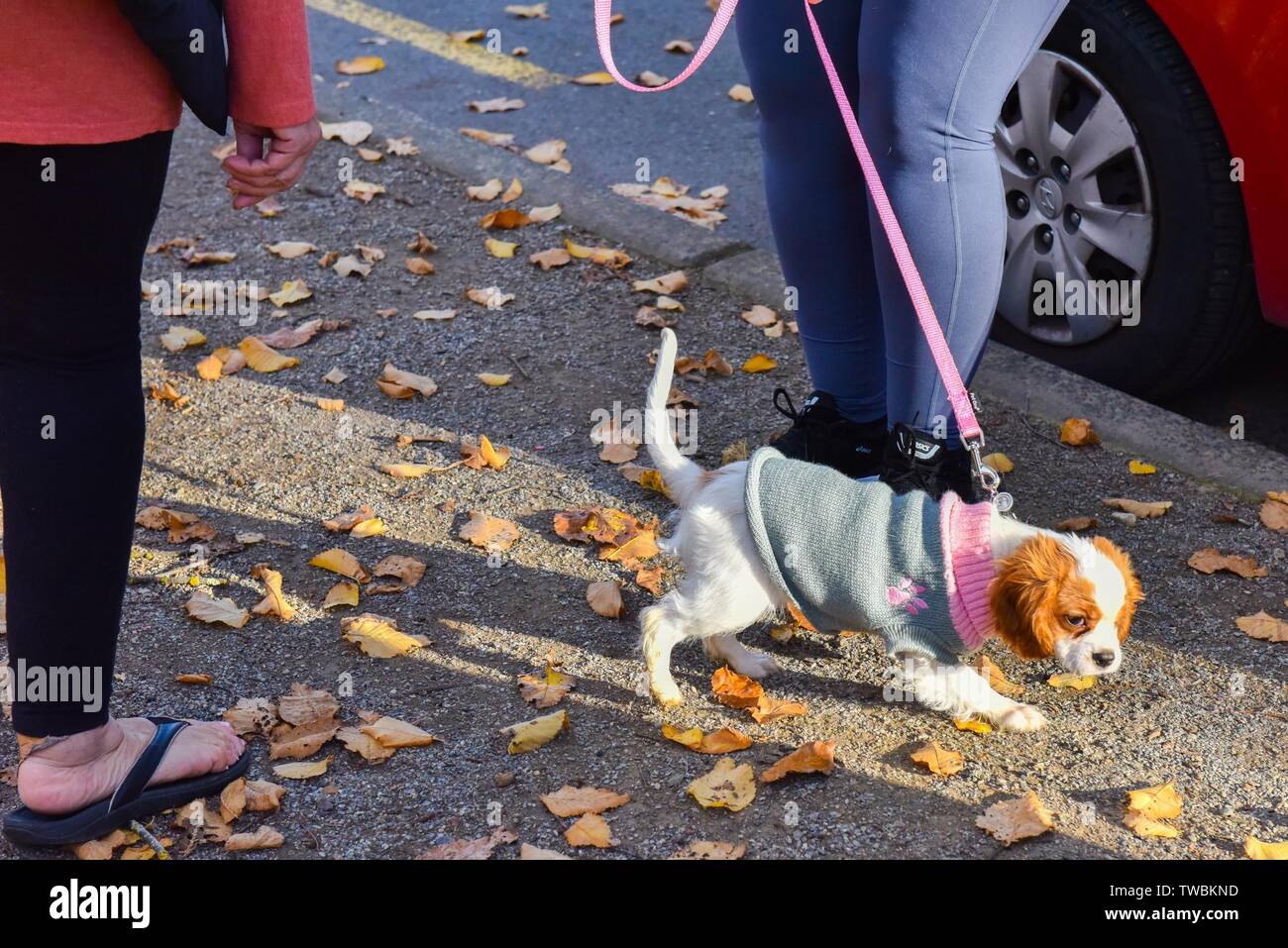 Social dogs hi-res stock photography and images - Alamy