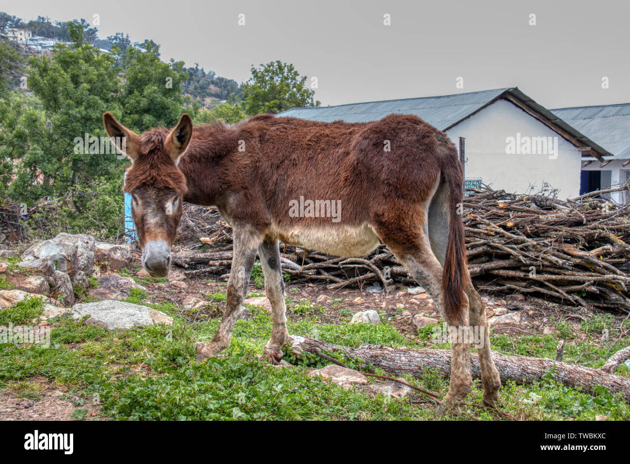Rural landscape. A donkey in the field Stock Photo - Alamy
