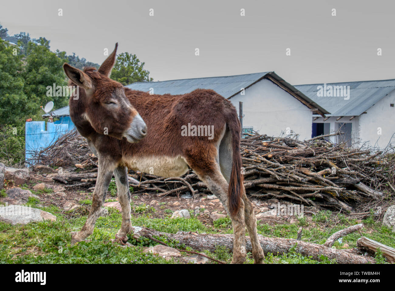 Donkey in natural environment hi-res stock photography and images - Alamy