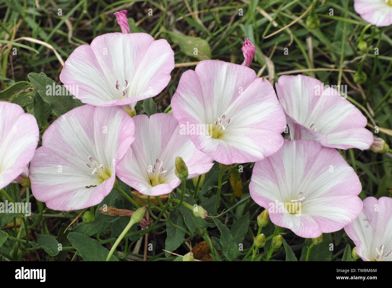 flowers and leaves of field bindweed in pale pink Stock Photo - Alamy