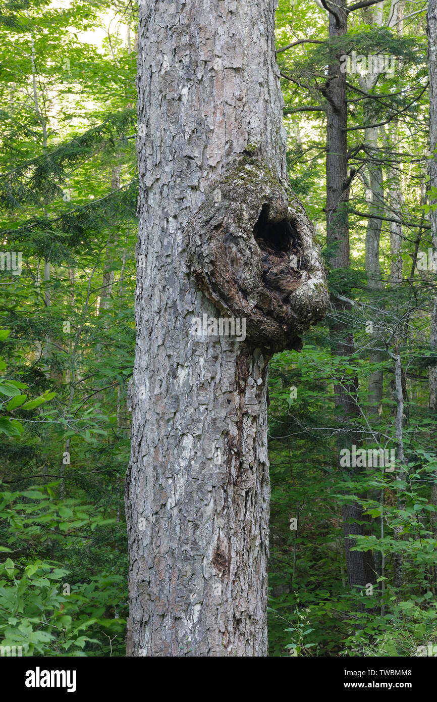 Hubbard brook ecosystem hi-res stock photography and images - Alamy