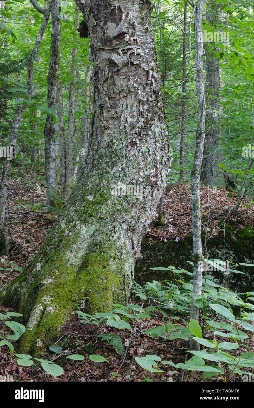 Hubbard brook ecosystem hi-res stock photography and images - Alamy