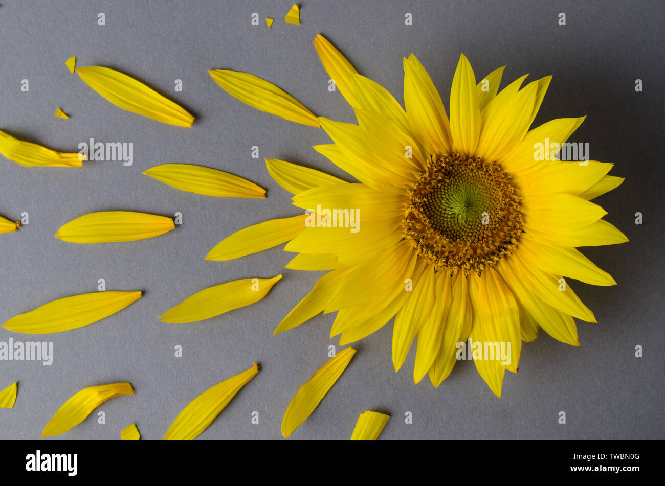 Sunflower Petal Template