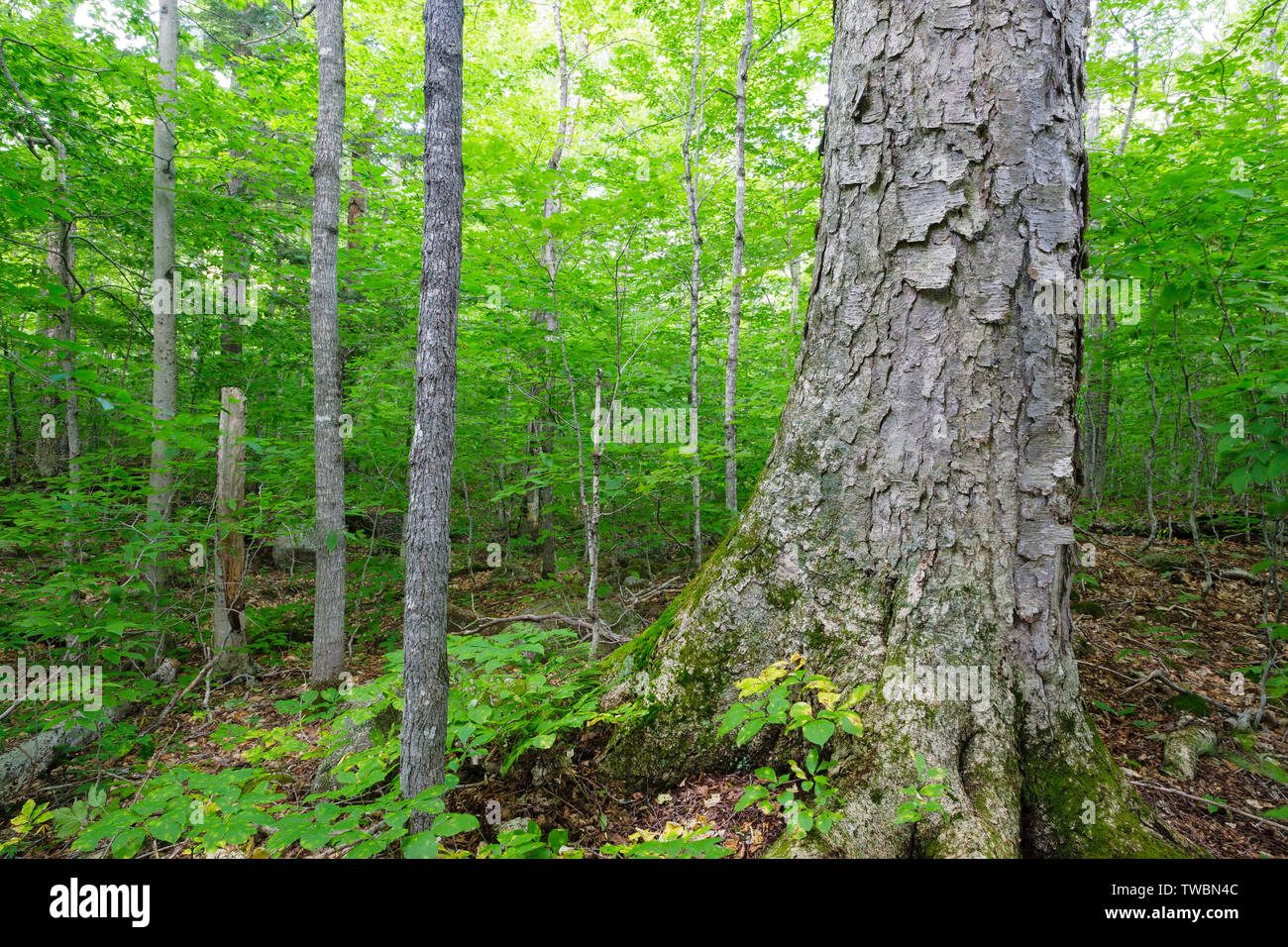 Yellow Birch (Betula alleghaniensis) in an old-growth, northern ...