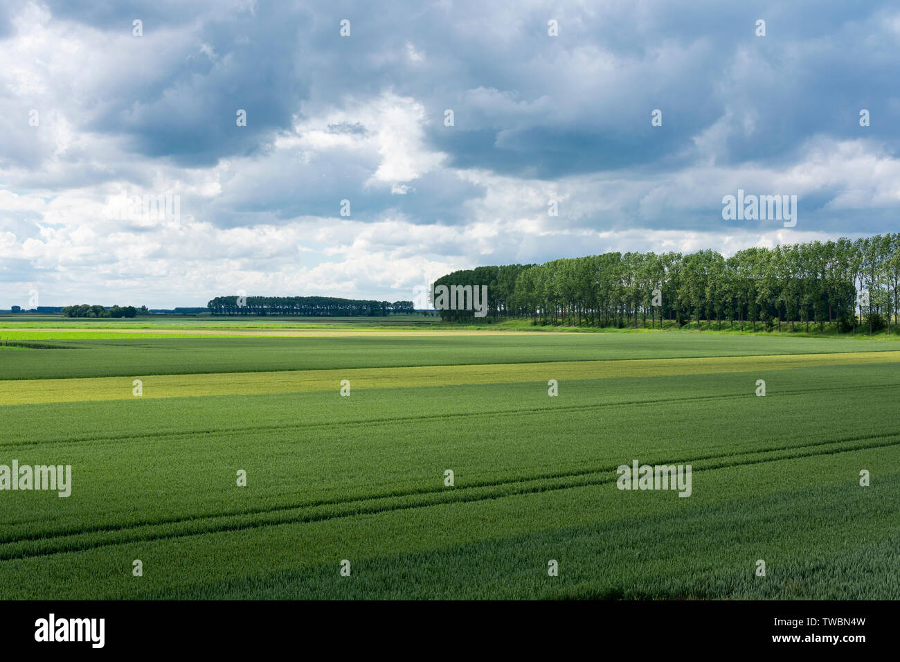 Beautiful green landscape with two rows of trees and dramatic clouds ...