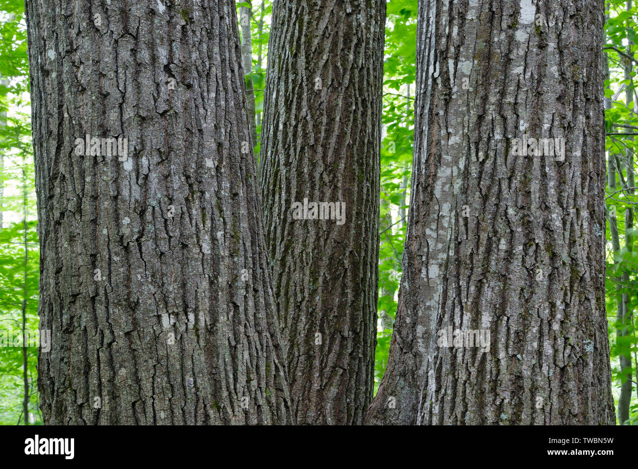 Northern red oak tree england hi-res stock photography and images - Alamy