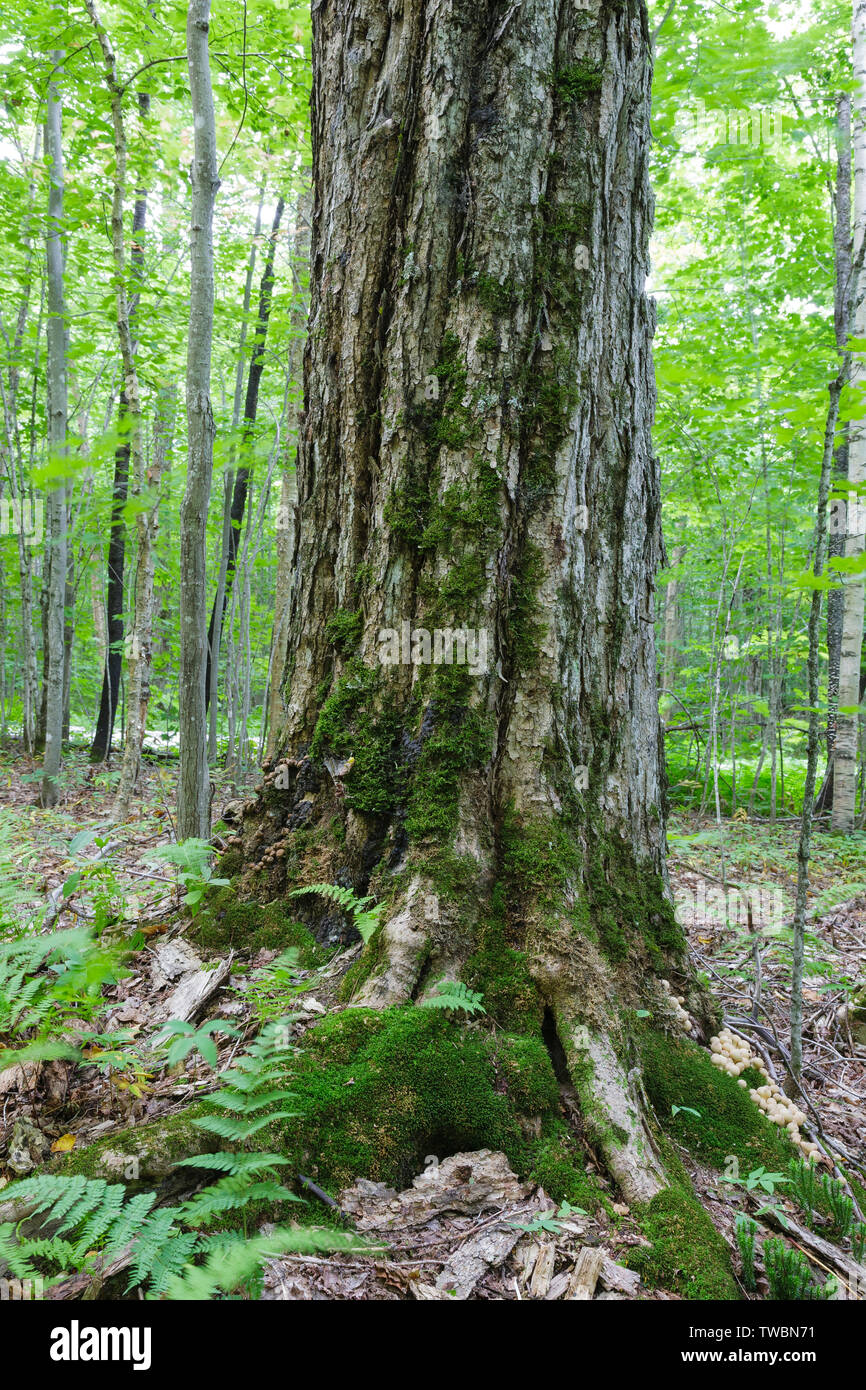 Bark of dead maple tree in a northern hardwood forest. Located in the ...
