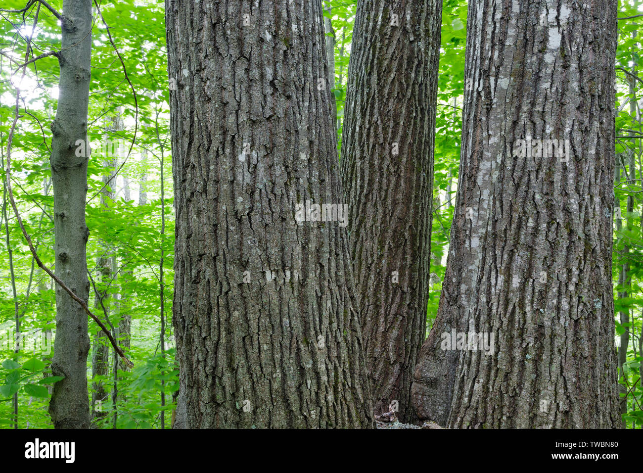 Northern red oak (Quercus rubra L.) trees in a northern hardwood forest ...