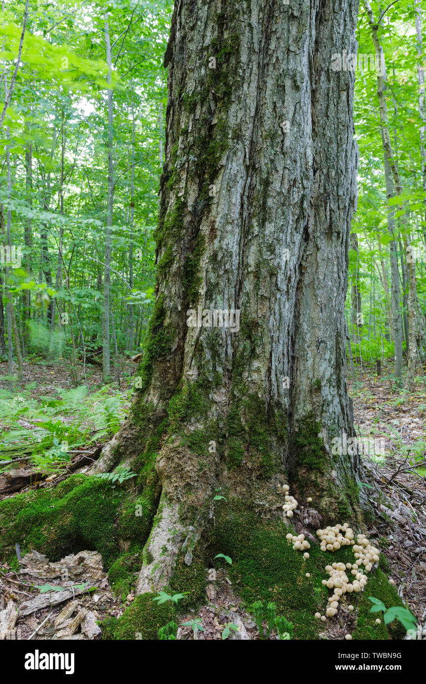 Bark of dead maple tree in a northern hardwood forest. Located in the ...
