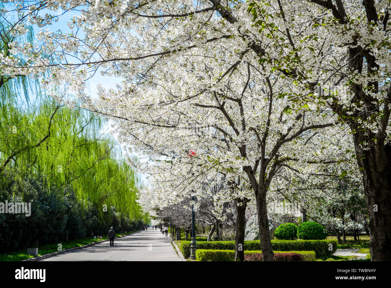 Luoyang flowers hi-res stock photography and images - Alamy