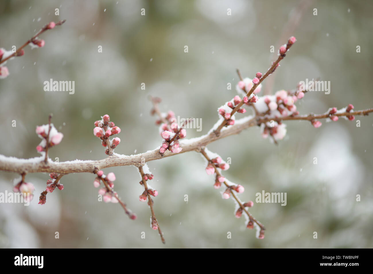Apricot blossoms in spring snow Stock Photo - Alamy
