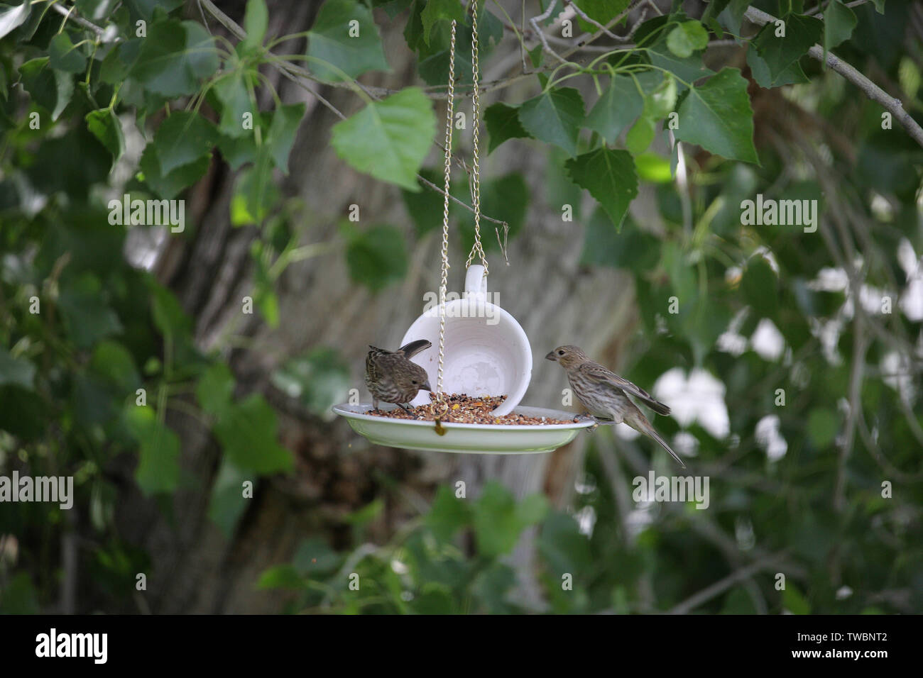 Teacup bird feeder hi-res stock photography and images - Alamy