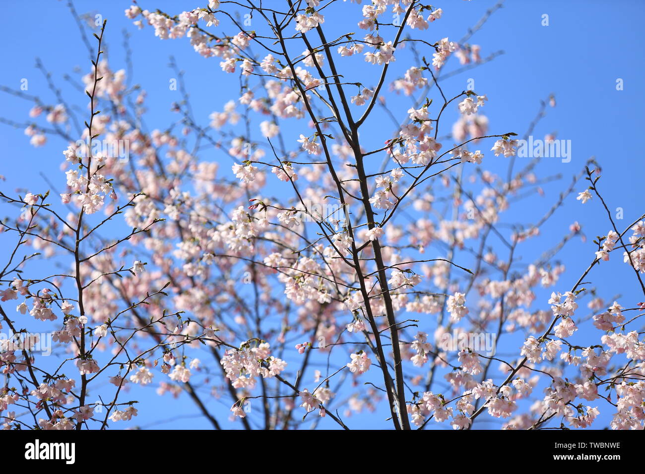 Spring cherry blossoms Stock Photo - Alamy