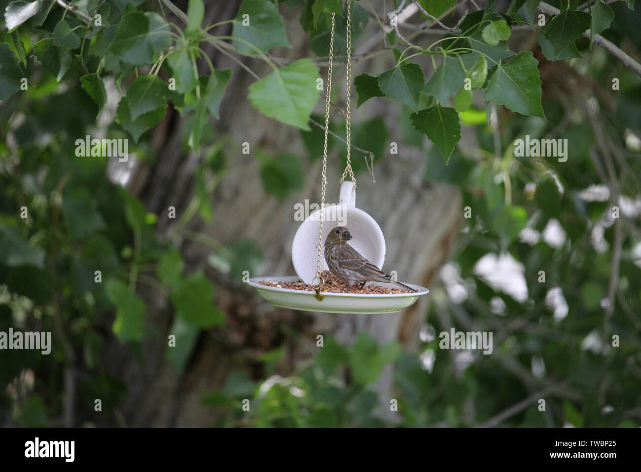 Teacup bird feeder hi-res stock photography and images - Alamy