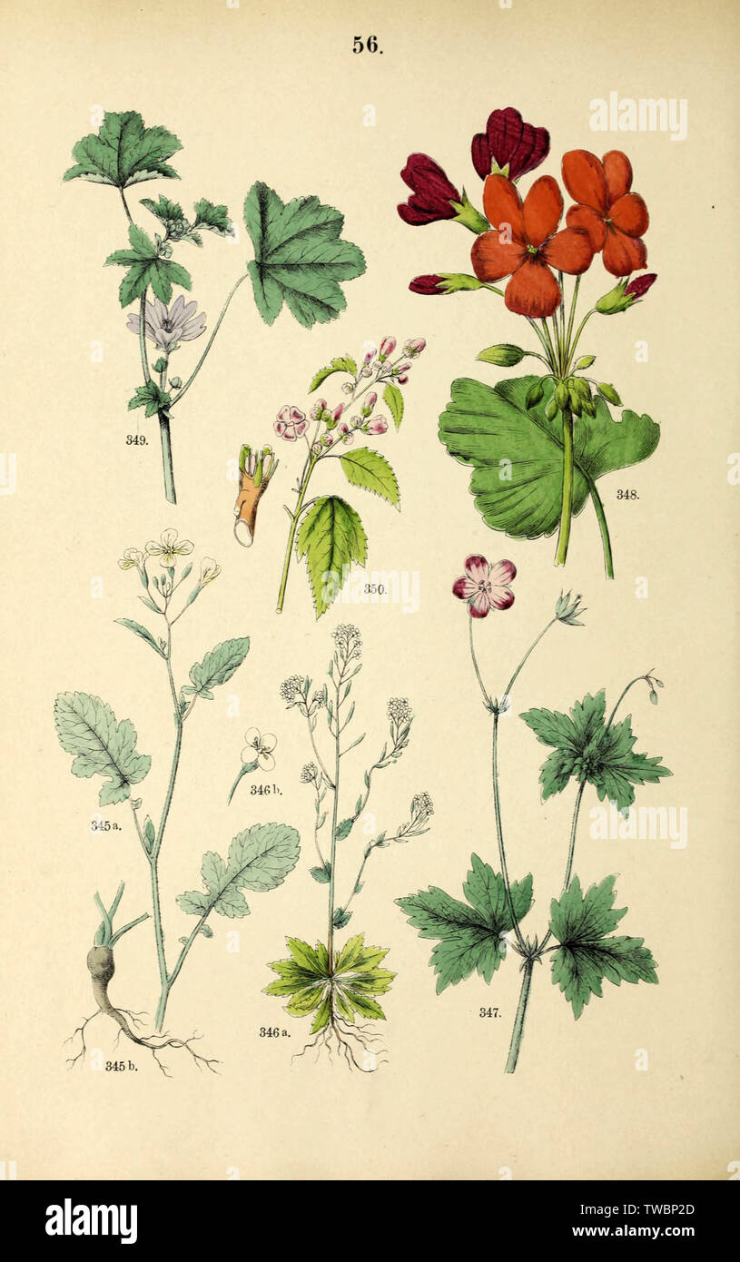 Beautiful vintage hand drawn illustrations of plants and flowers from ...