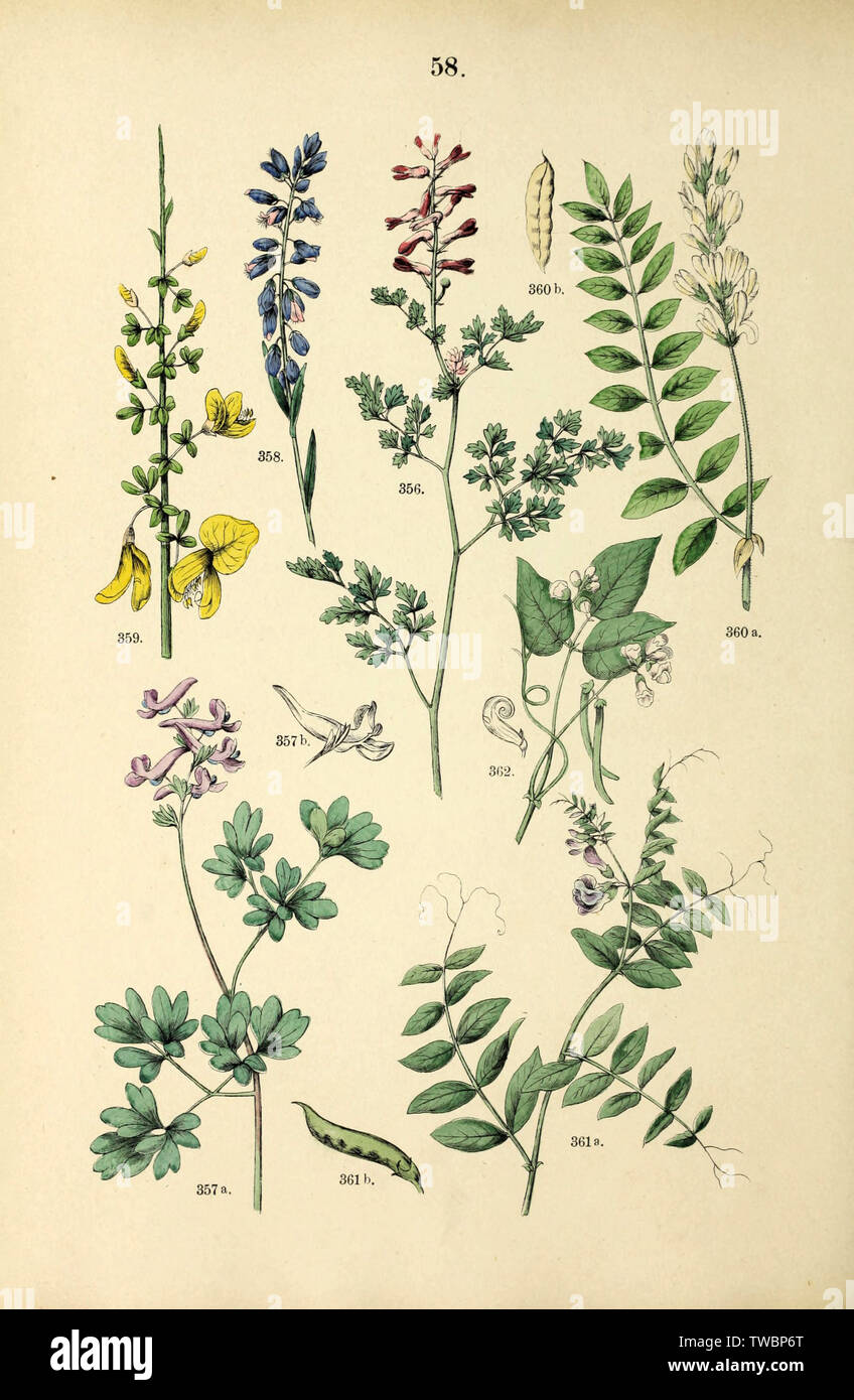 Beautiful vintage hand drawn illustrations of plants and flowers from ...