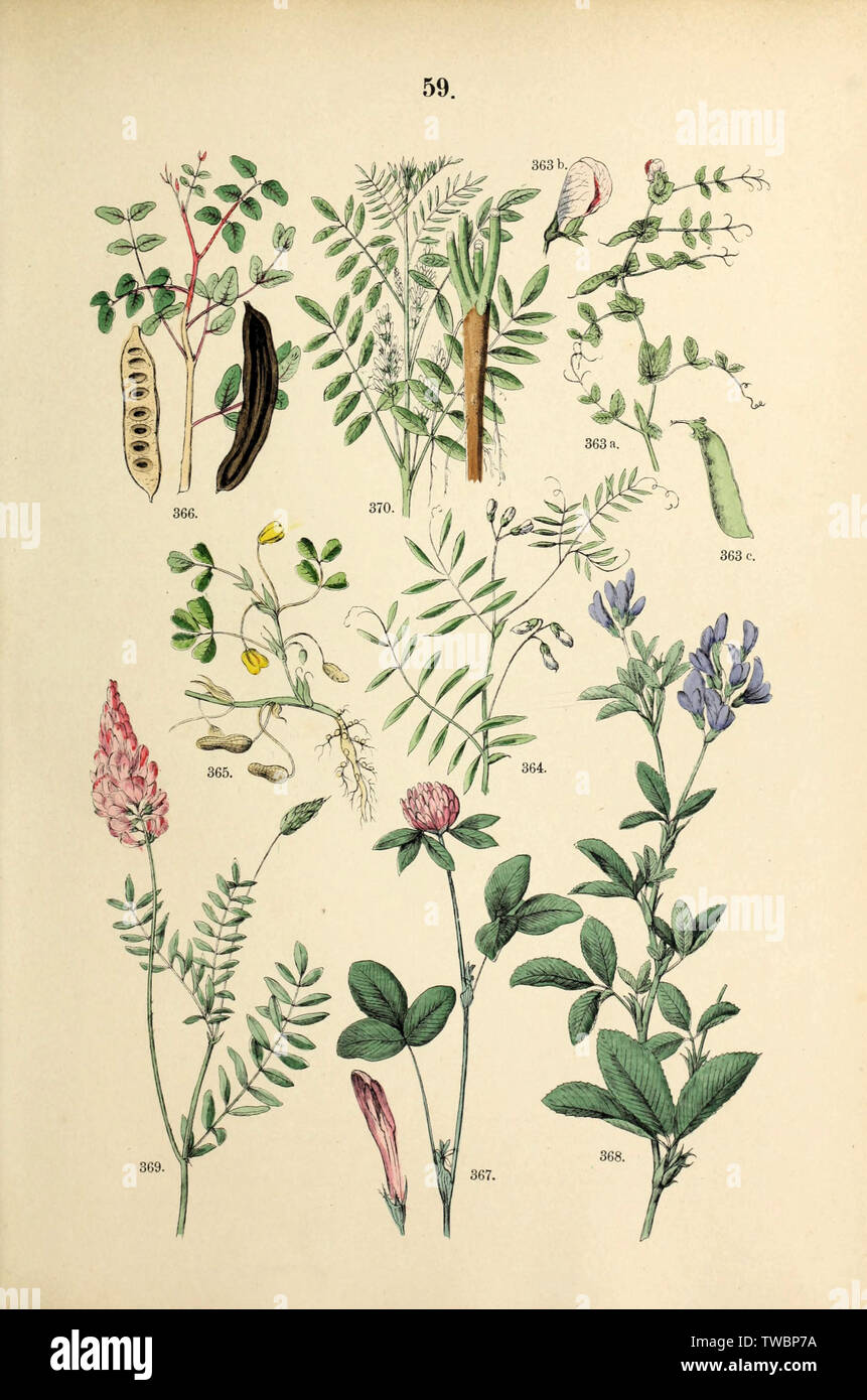 Beautiful vintage hand drawn illustrations of plants and flowers from ...