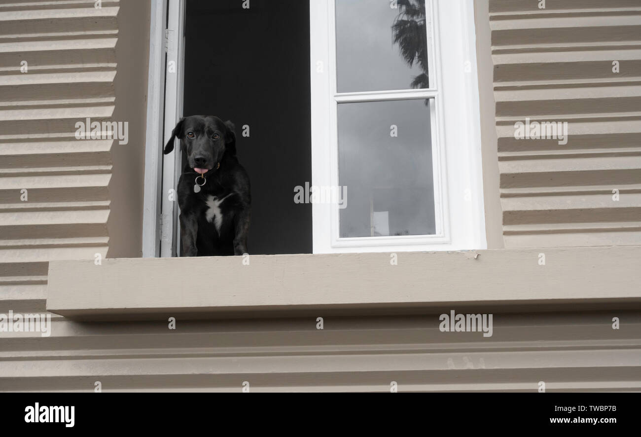 Dog looking out from city apartment window Stock Photo - Alamy