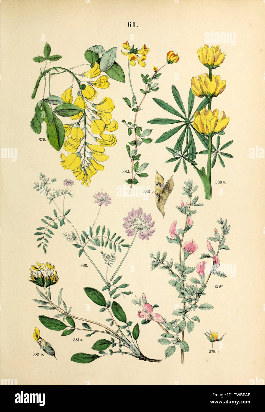Beautiful vintage hand drawn illustrations of plants and flowers from ...