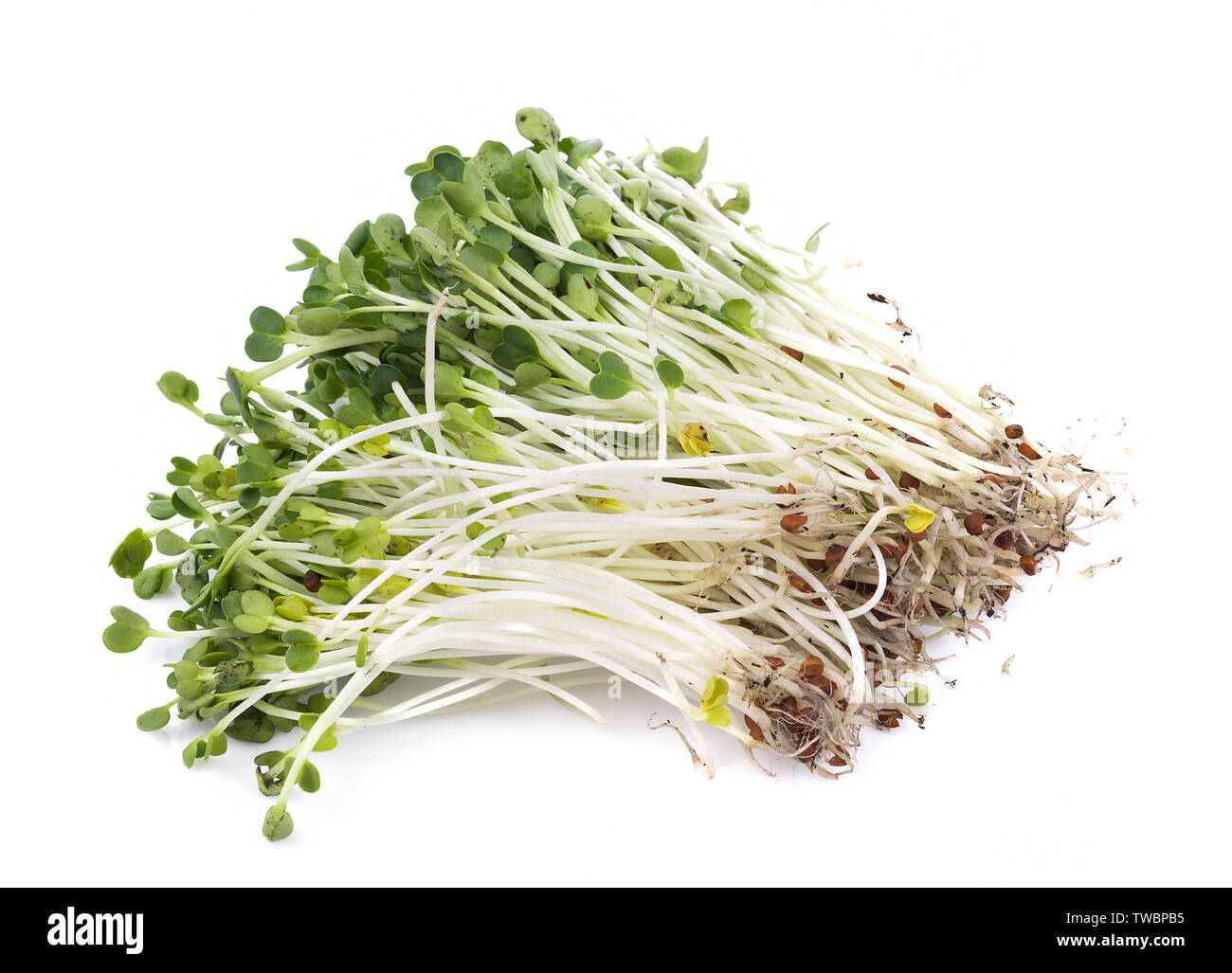 kaiware sprout, japanese vegetable or watercress on white background ...