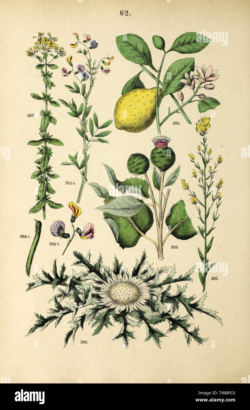 Beautiful vintage hand drawn illustrations of plants and flowers from ...