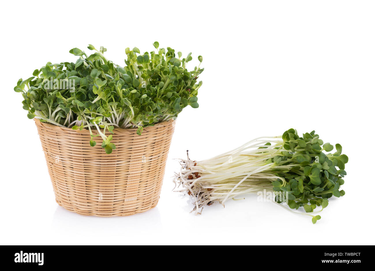 kaiware sprout, japanese vegetable or watercress on white background ...