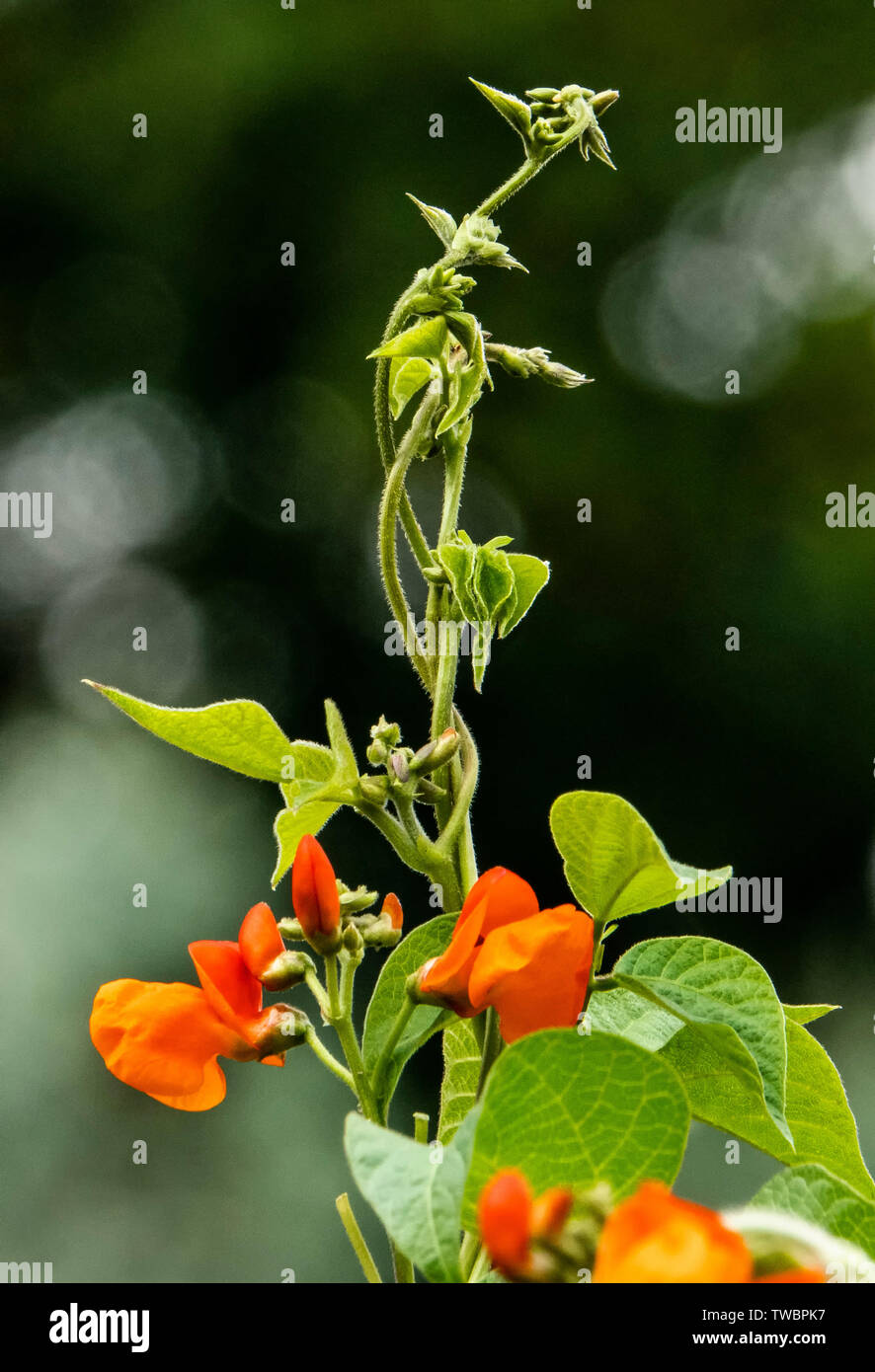 Cardinal Climber High Resolution Stock Photography and Images - Alamy