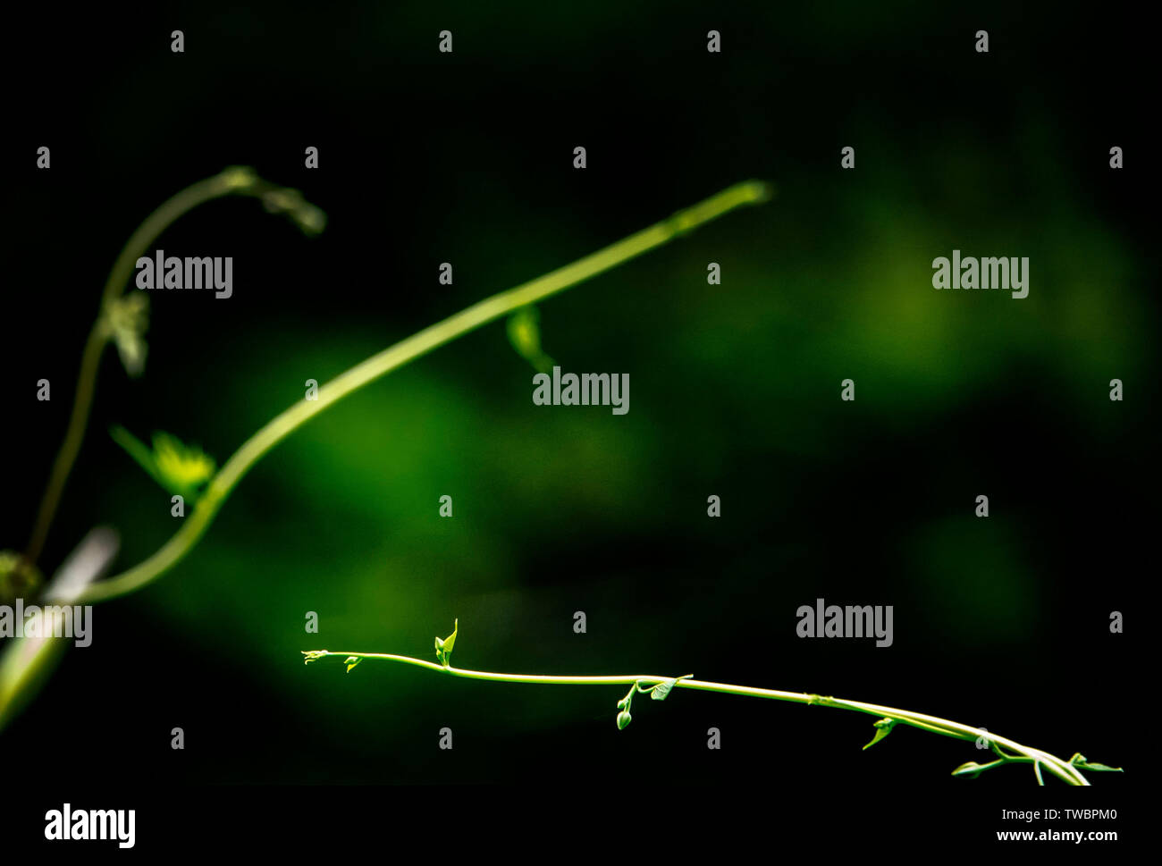 Spindly stalks hi-res stock photography and images - Alamy