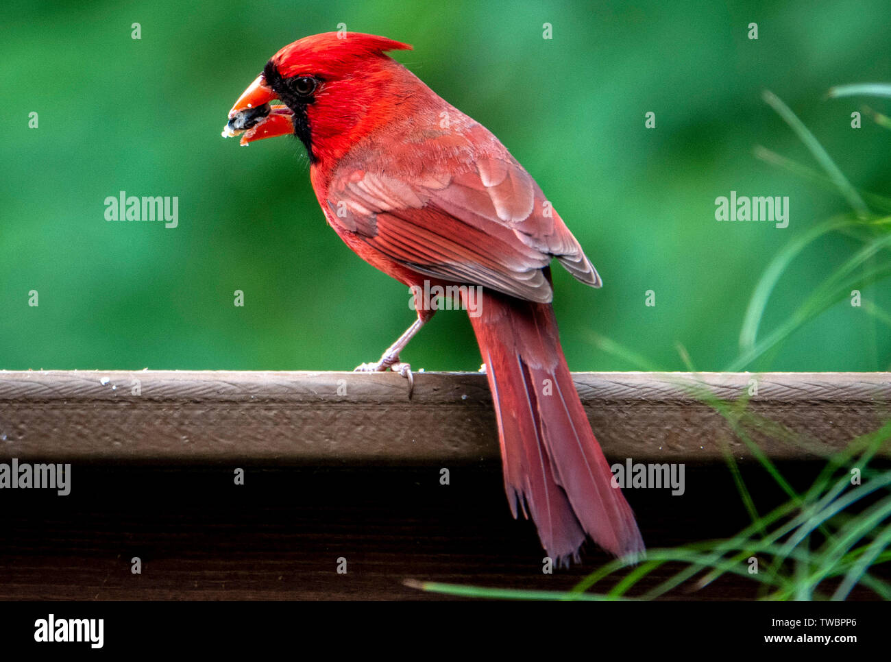 Feathered friend hi-res stock photography and images - Alamy