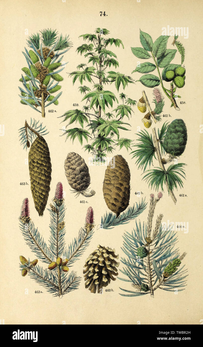 Beautiful vintage hand drawn illustrations of plants and flowers from ...