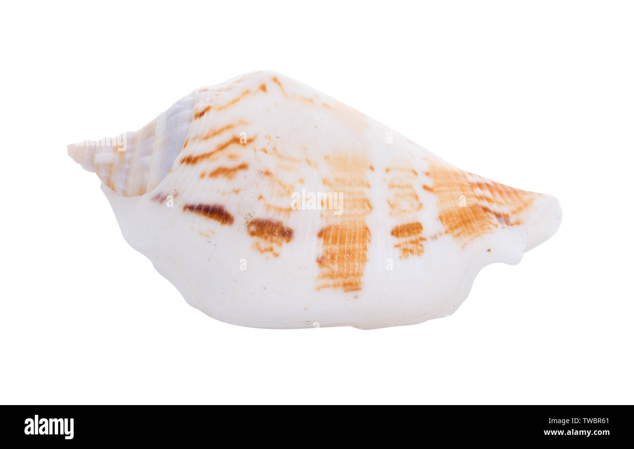 sea shell isolated on white background Stock Photo - Alamy