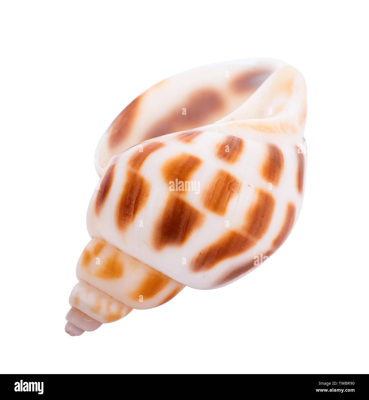 sea shell isolated on white background Stock Photo - Alamy