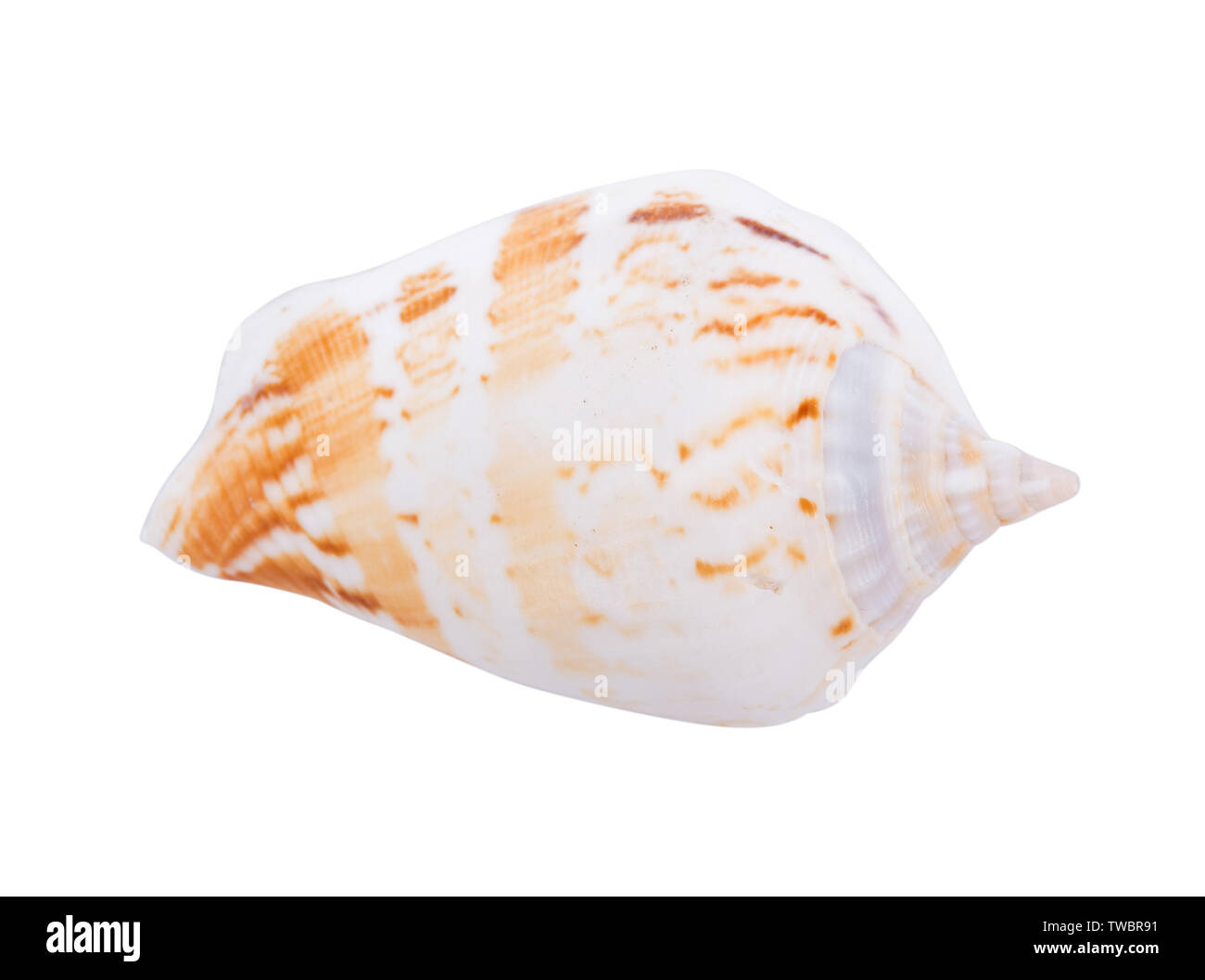 sea shell isolated on white background Stock Photo - Alamy