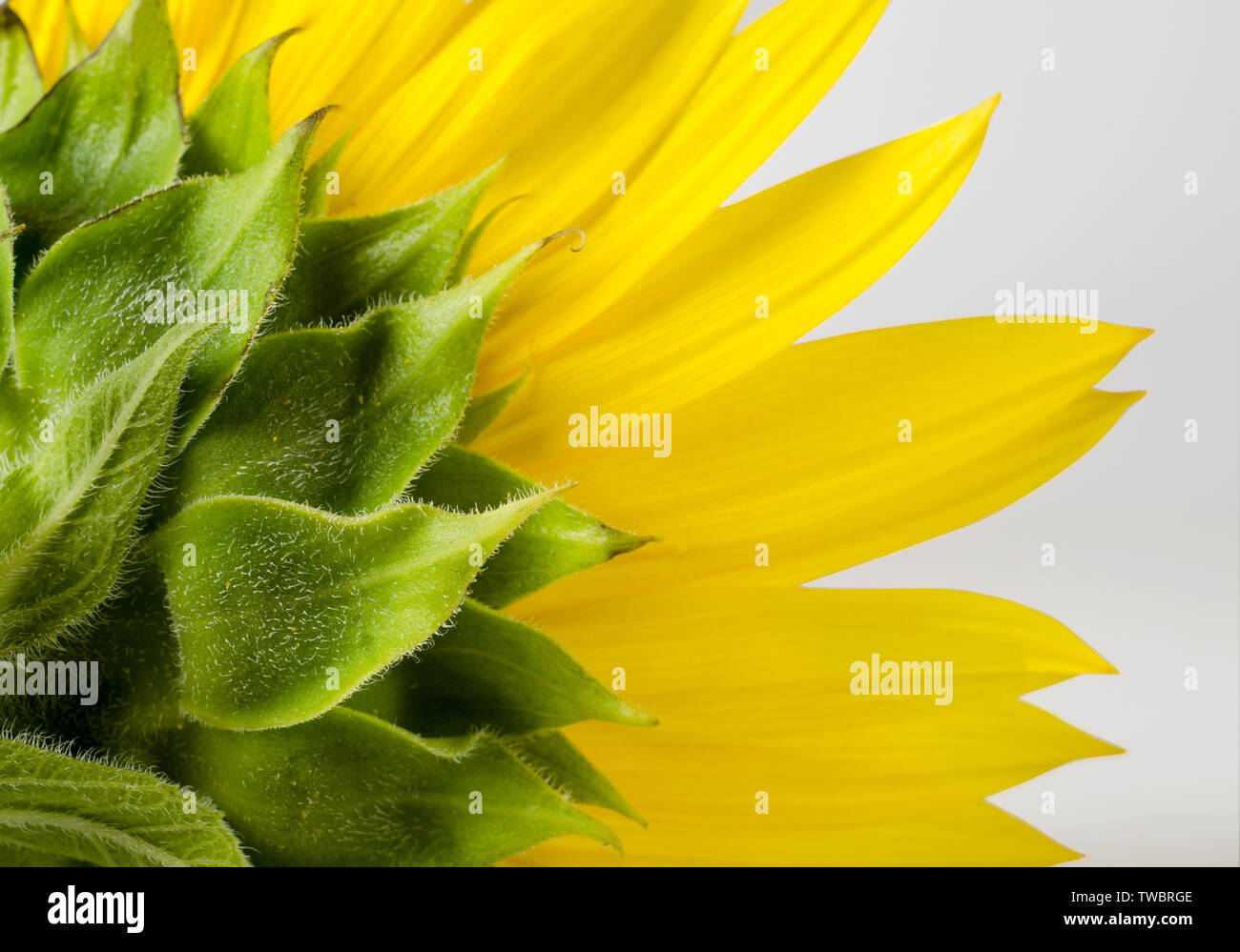 Back side of bright yellow sunflower. Sunner agricultural background ...