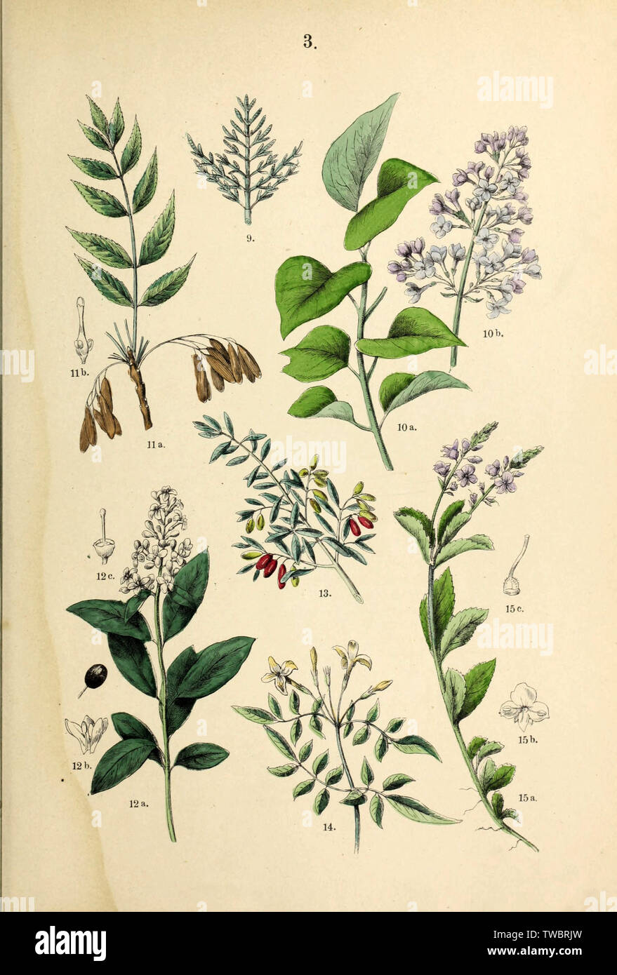 Beautiful vintage hand drawn illustrations of plants and flowers from ...